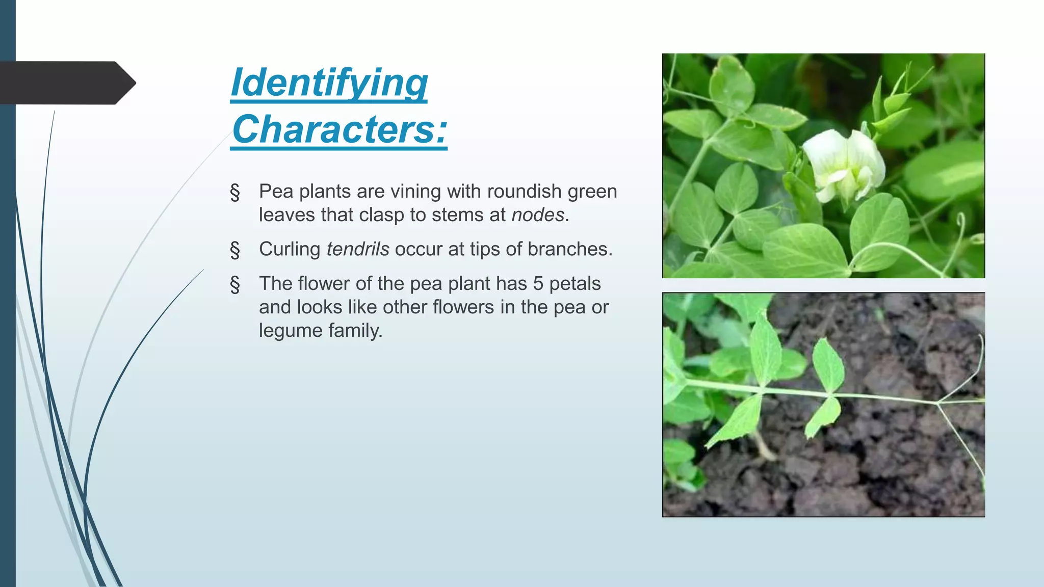 Identification of vegetable crops in Horticulture | PPTX