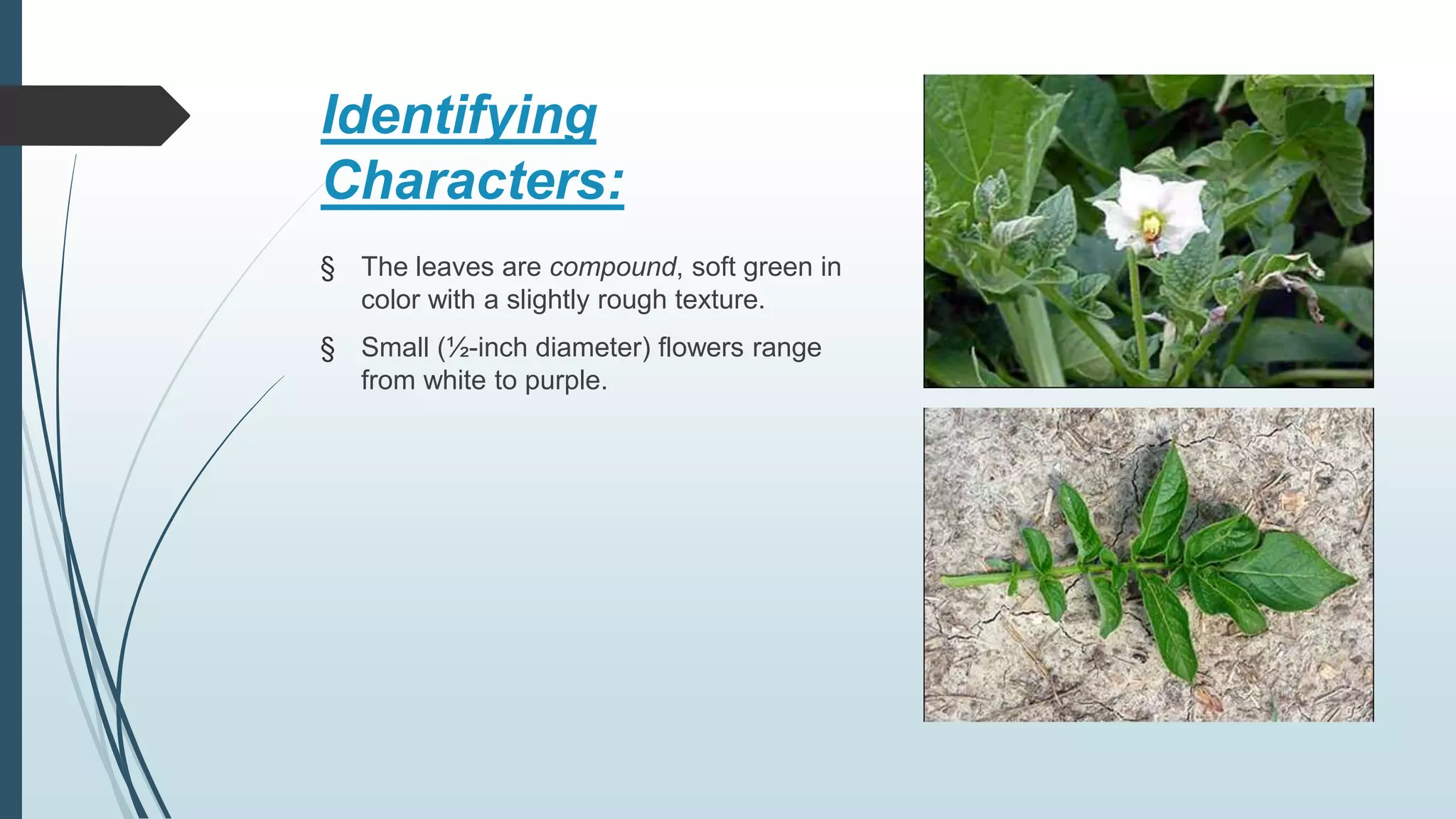 Identification of vegetable crops in Horticulture | PPTX