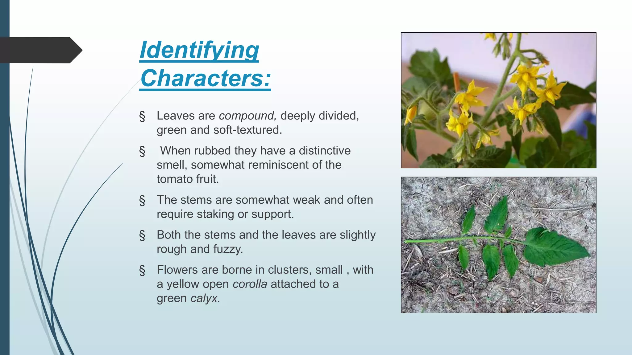 Identification of vegetable crops in Horticulture | PPTX
