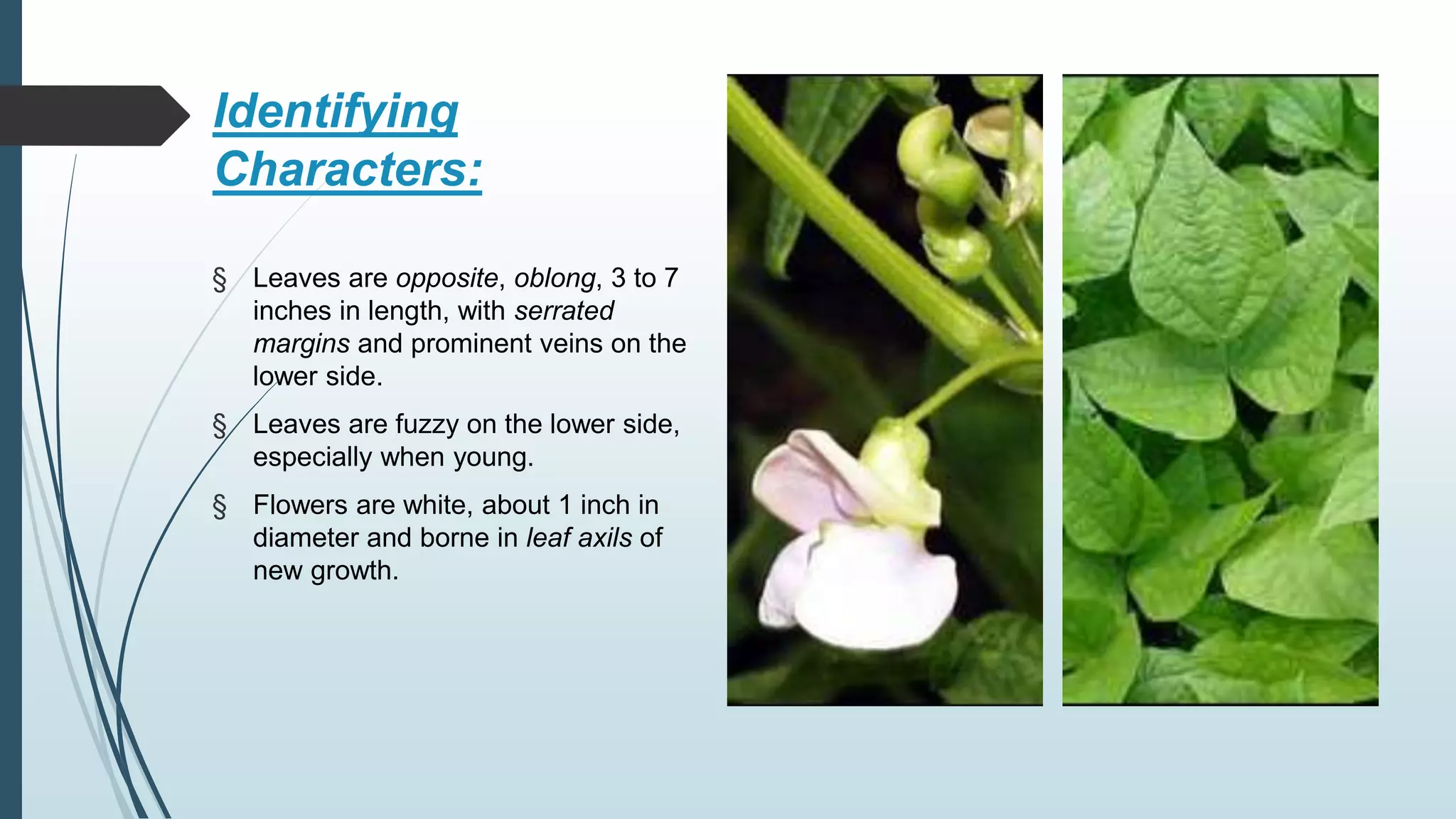 Identification of vegetable crops in Horticulture | PPTX