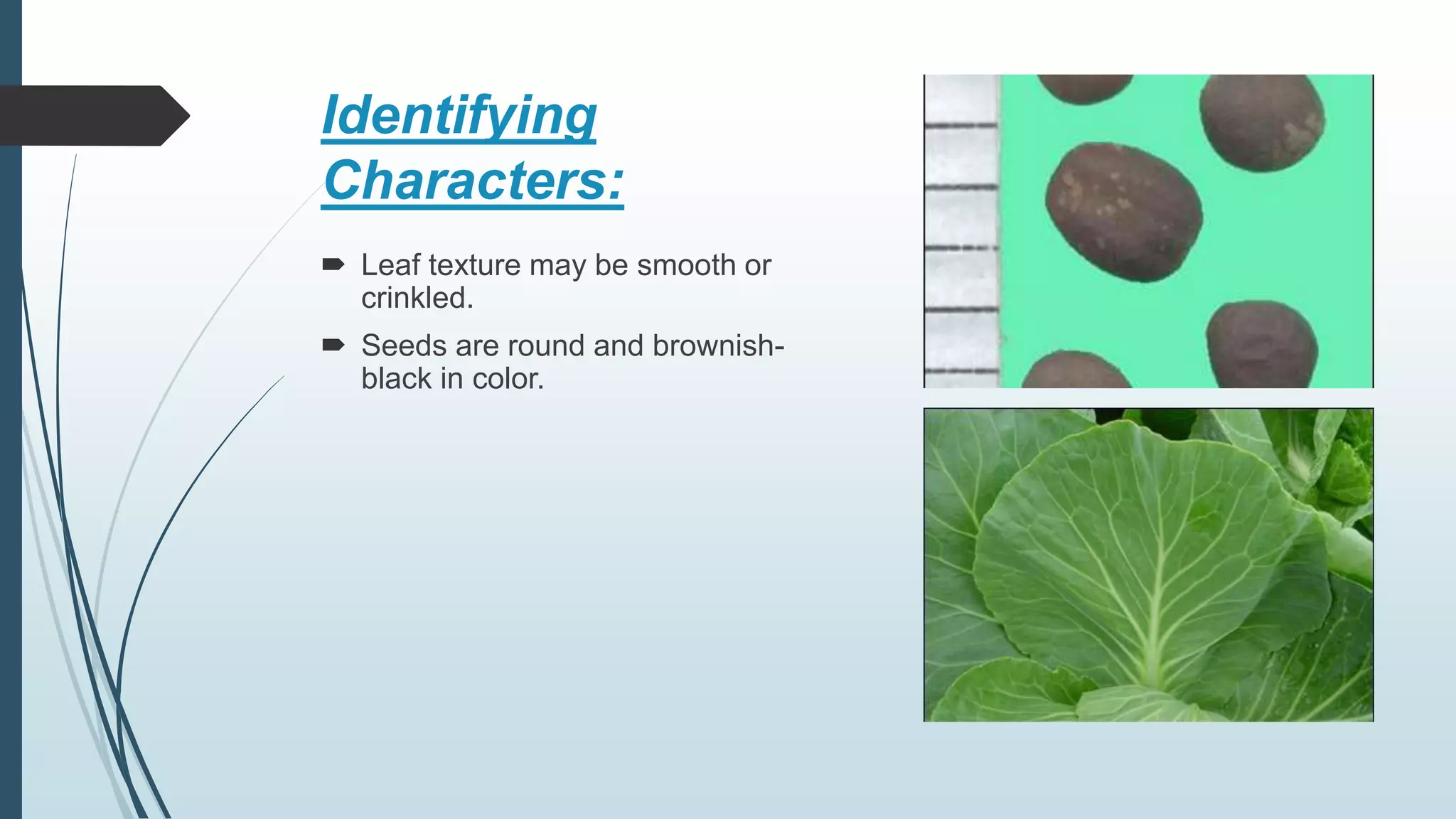 Identification of vegetable crops in Horticulture | PPTX
