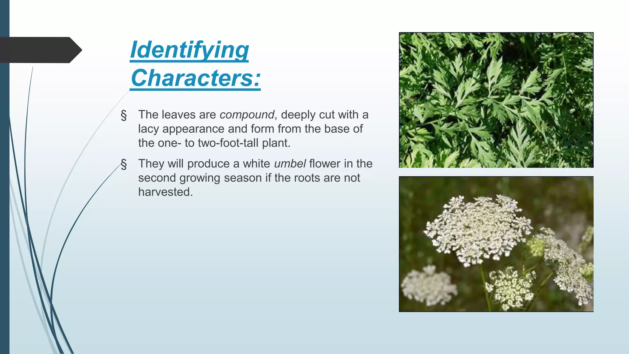 Identification of vegetable crops in Horticulture | PPTX