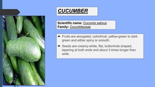 Identification of vegetable crops in Horticulture | PPTX
