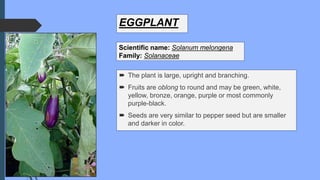 Identification of vegetable crops in Horticulture | PPTX