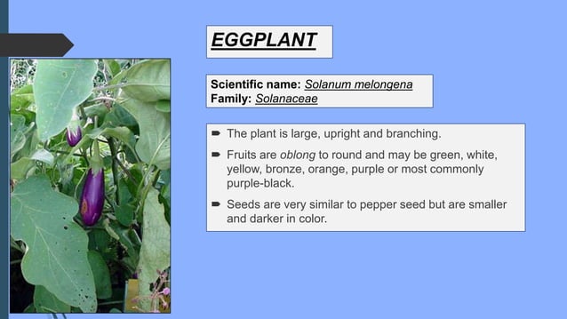 Identification of vegetable crops in Horticulture | PPTX