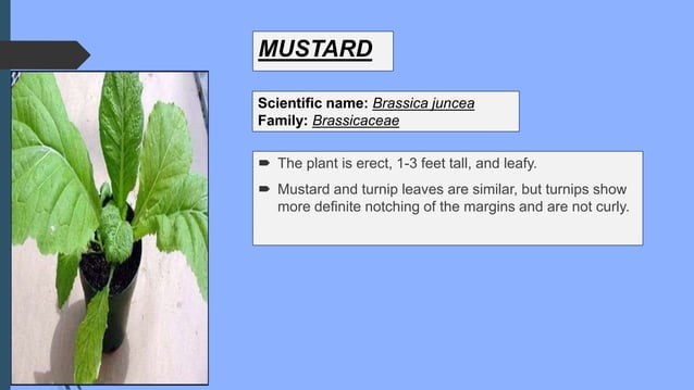 Identification of vegetable crops in Horticulture | PPTX