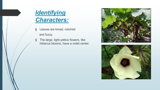 Identification of vegetable crops in Horticulture | PPTX