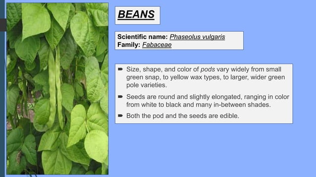 Identification of vegetable crops in Horticulture | PPTX