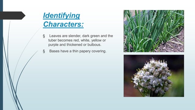 Identification of vegetable crops in Horticulture | PPTX