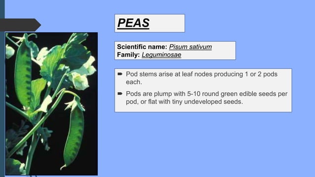 Identification of vegetable crops in Horticulture | PPTX