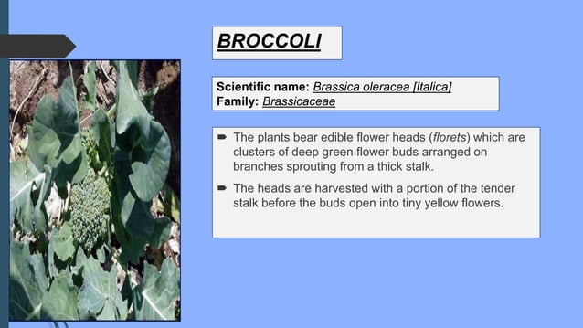 Identification of vegetable crops in Horticulture | PPTX