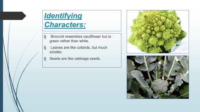 Identification of vegetable crops in Horticulture | PPTX
