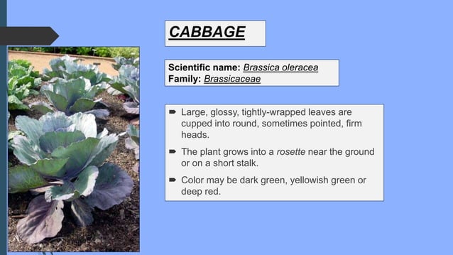 Identification of vegetable crops in Horticulture | PPTX