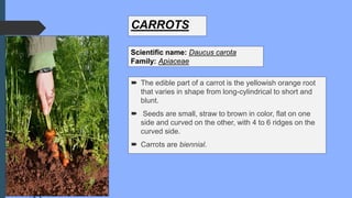 Identification of vegetable crops in Horticulture | PPTX
