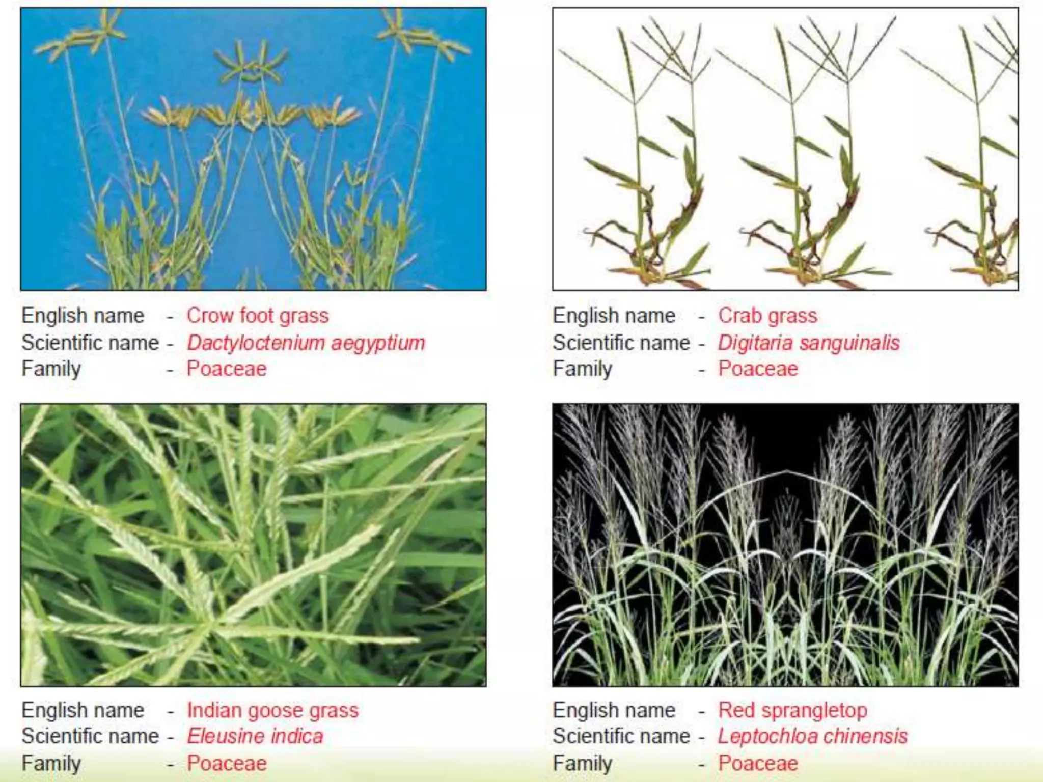Identification of weeds | PPTX