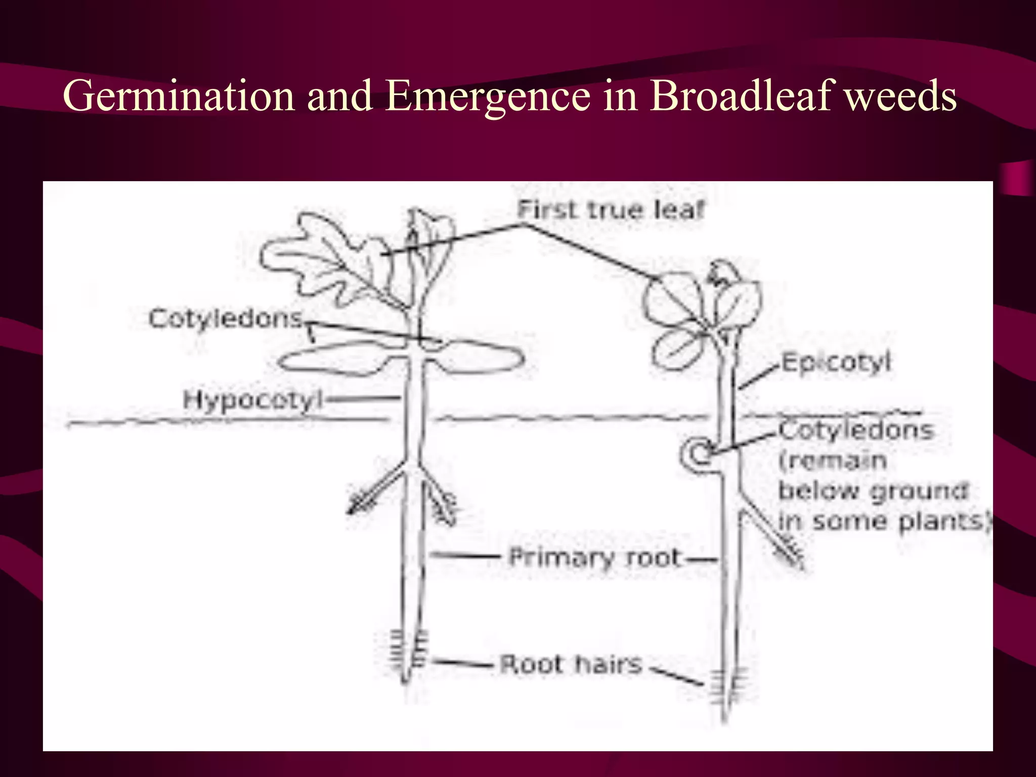 Identification of weeds | PPTX