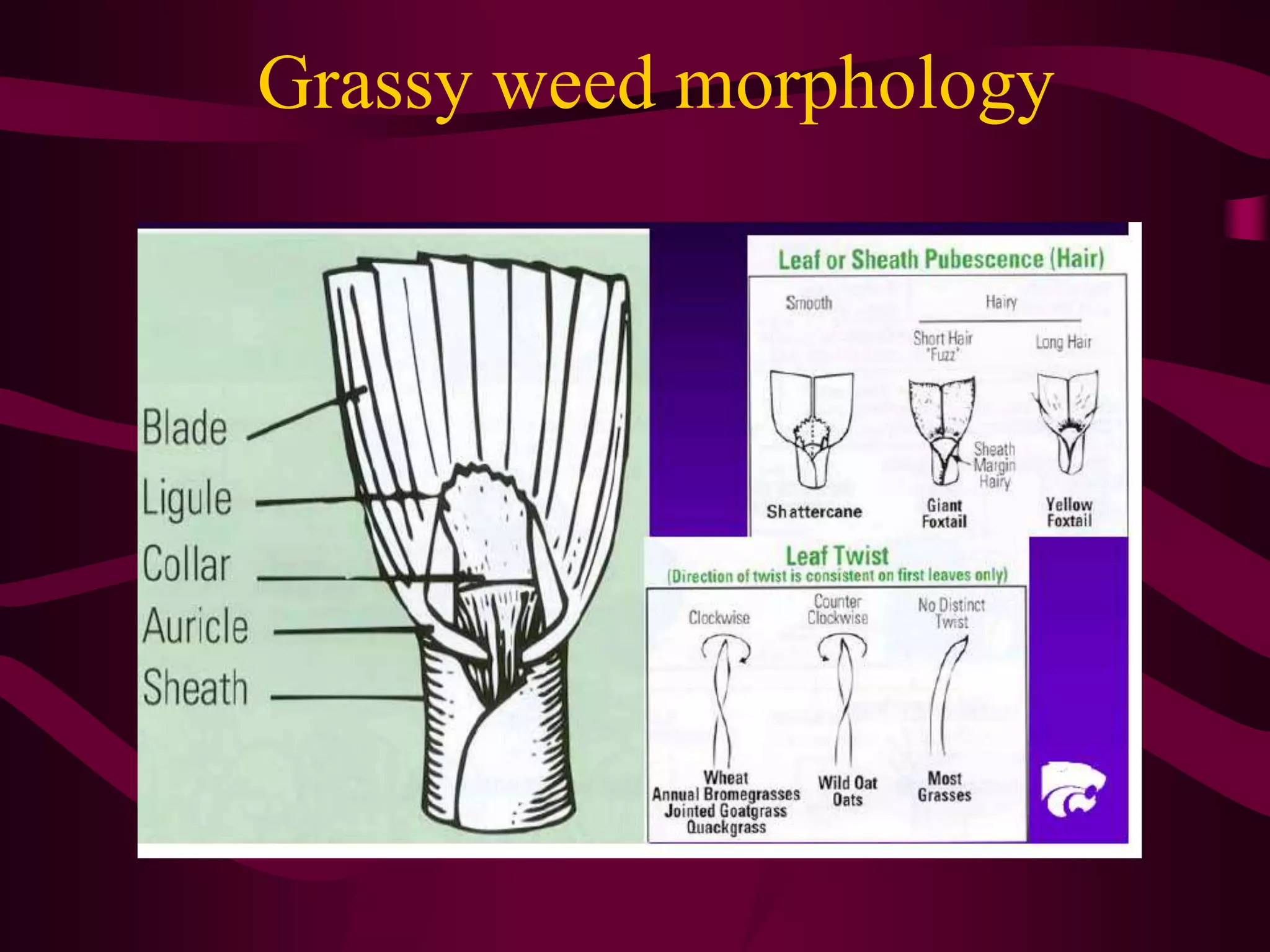 Identification of weeds | PPTX