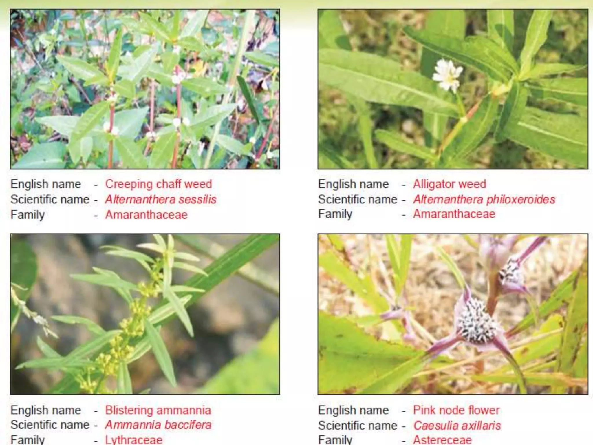 Identification of weeds | PPTX