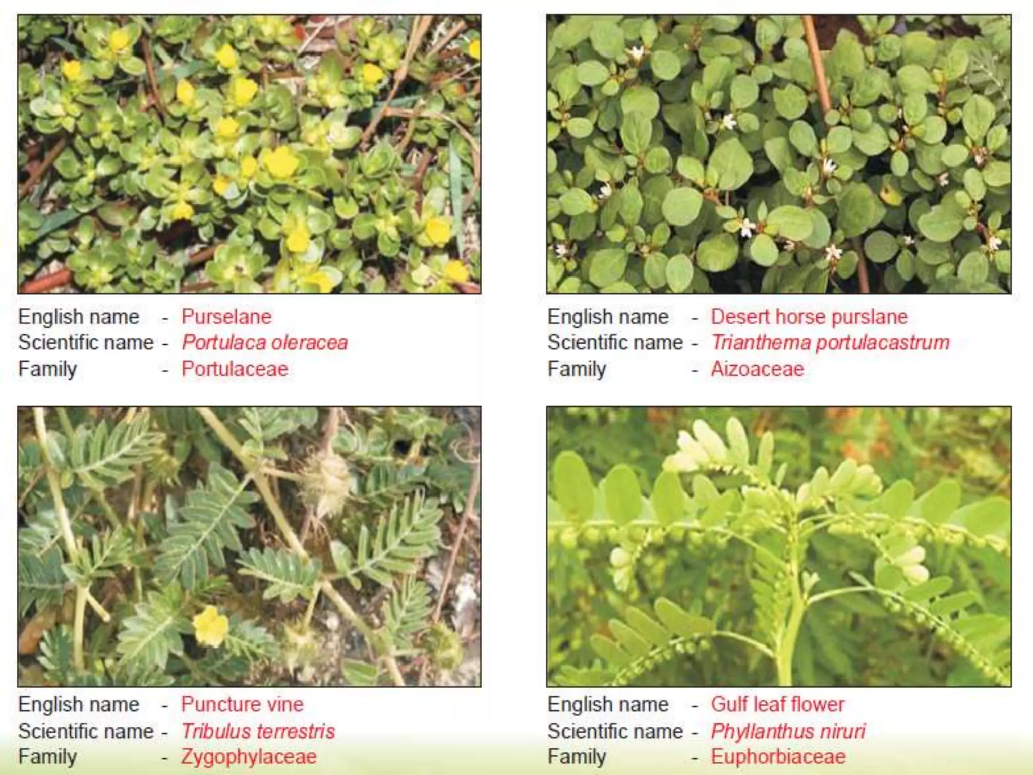 Identification of weeds | PPTX