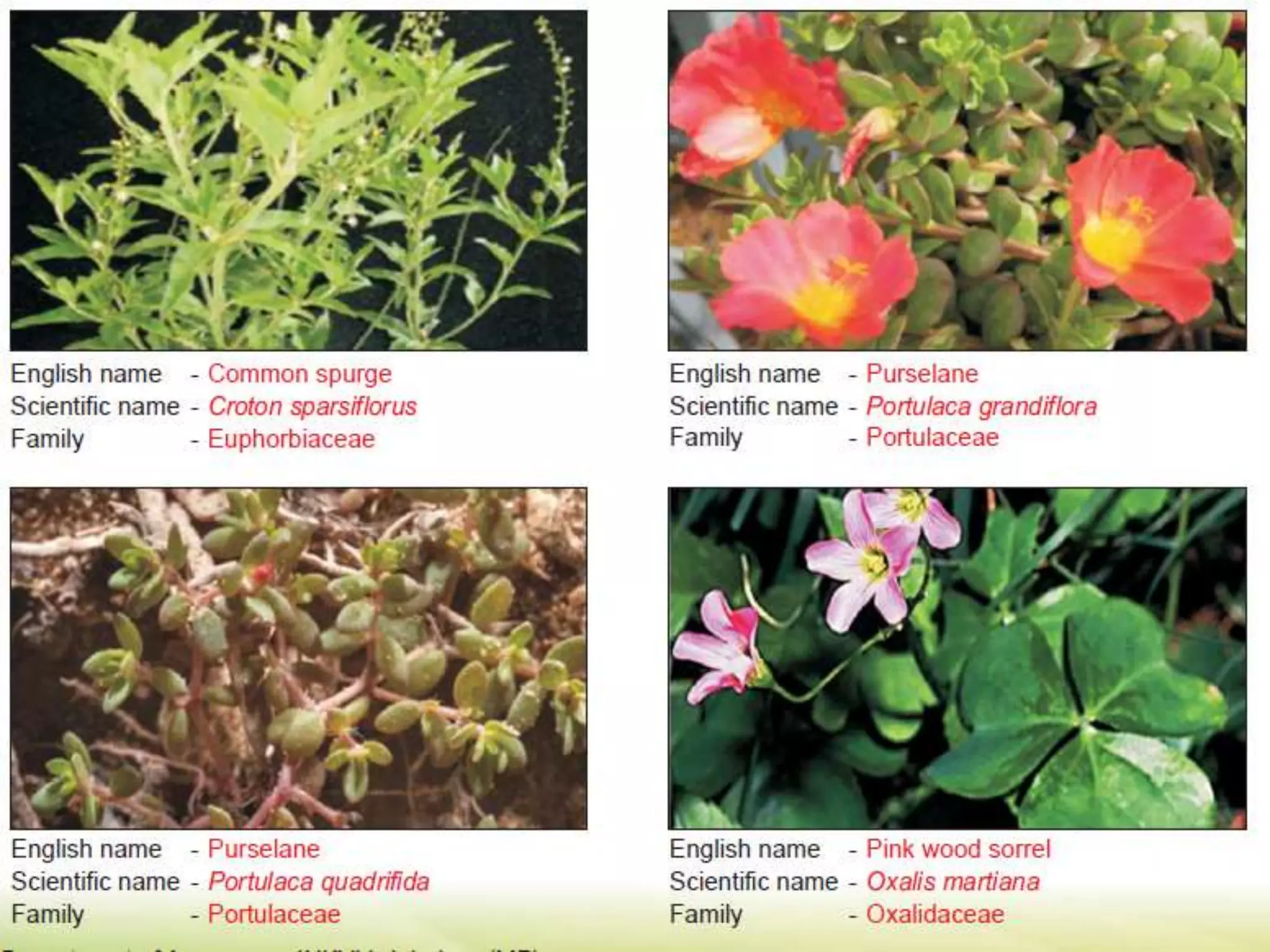 Identification of weeds | PPTX