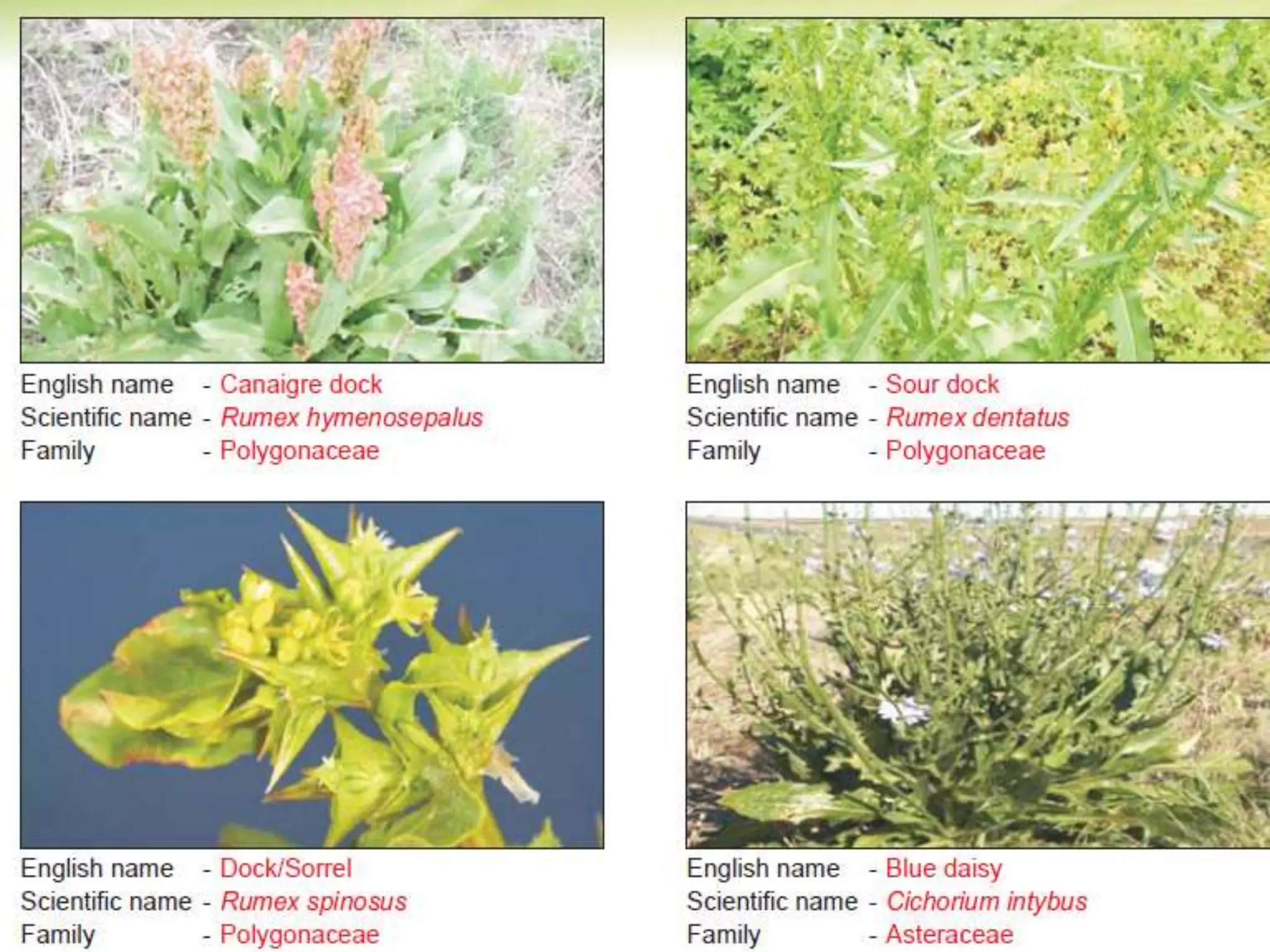 Identification of weeds | PPTX