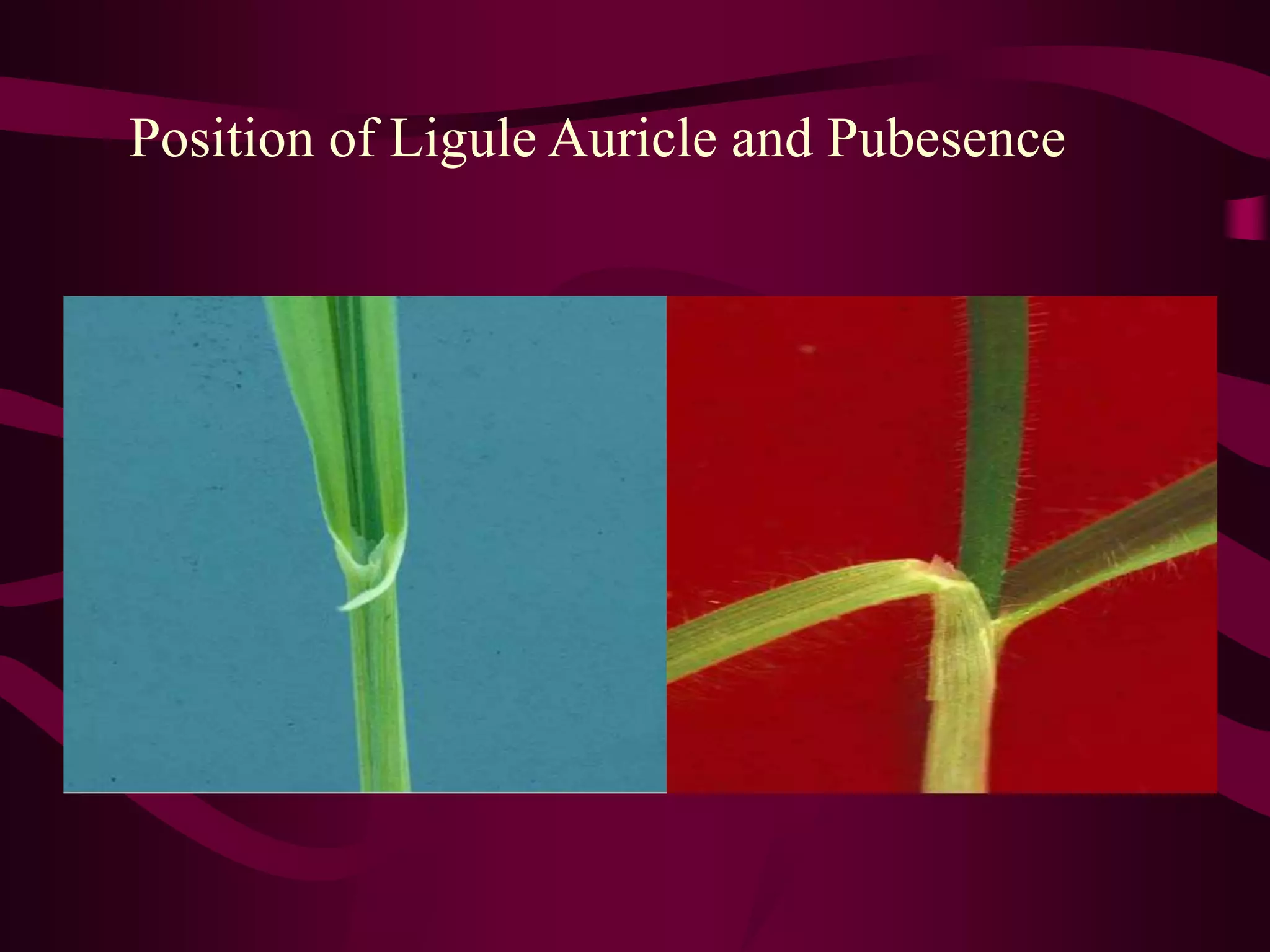 Identification of weeds | PPTX