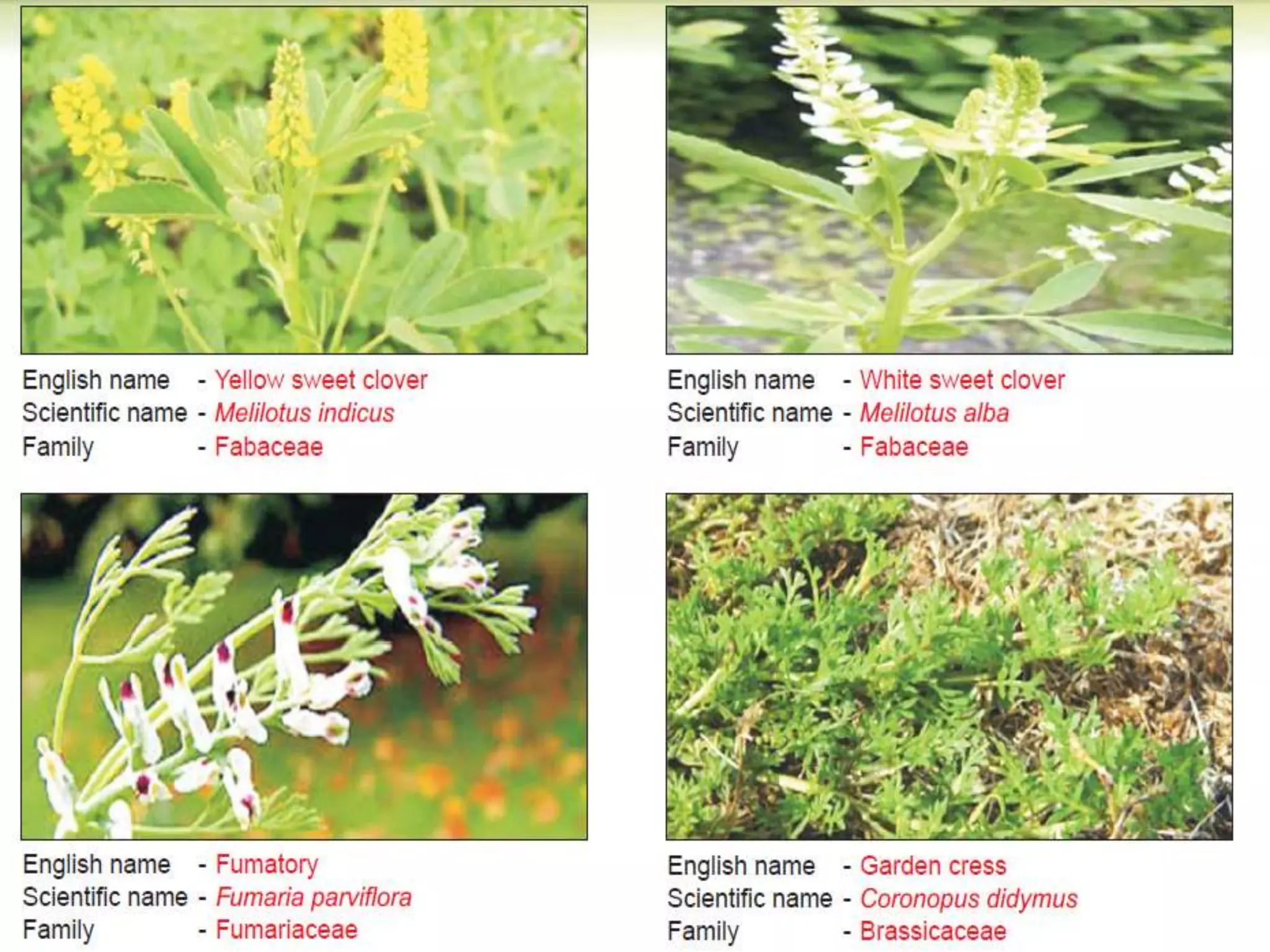 Identification of weeds | PPTX