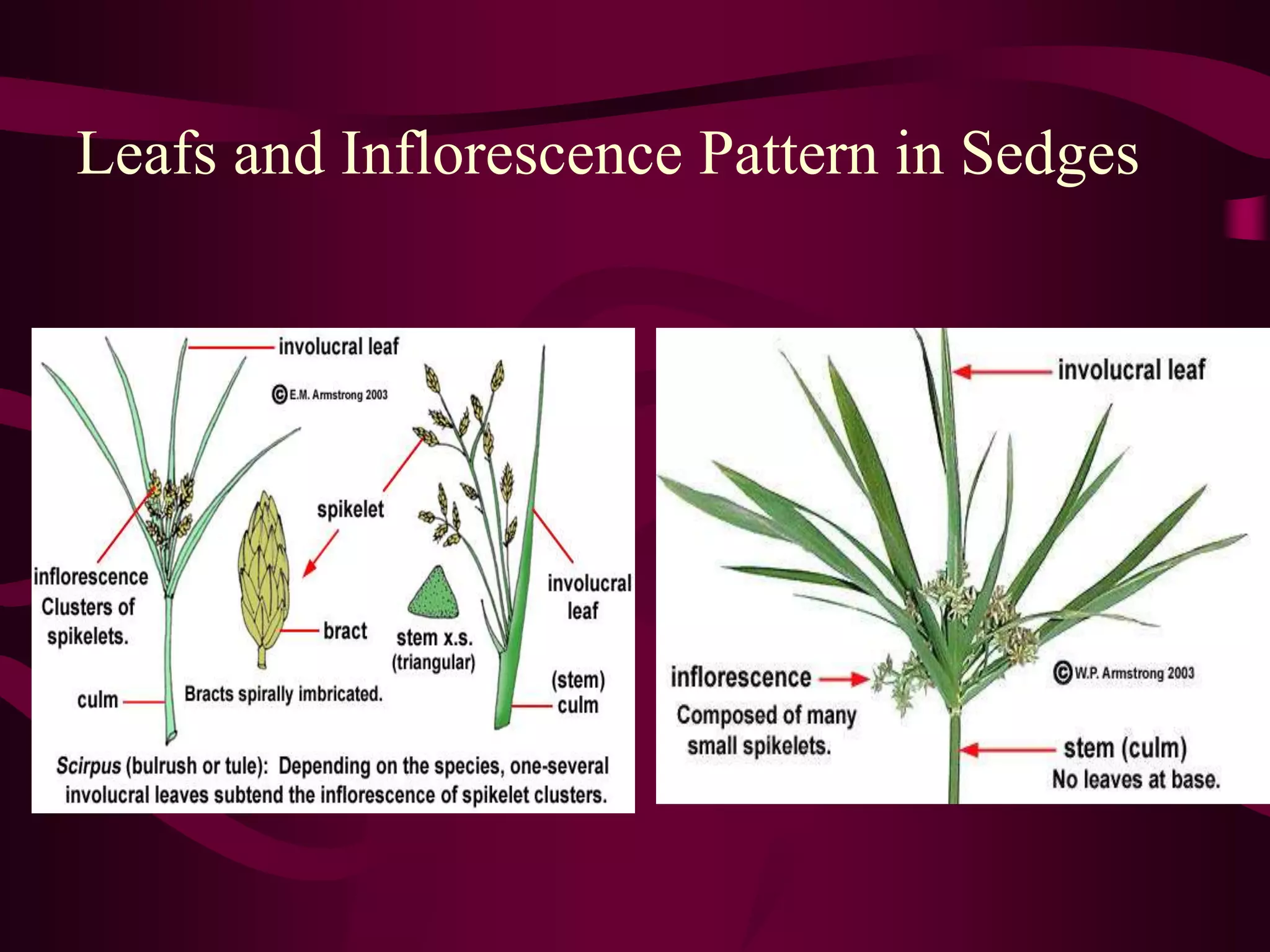 Identification of weeds | PPTX