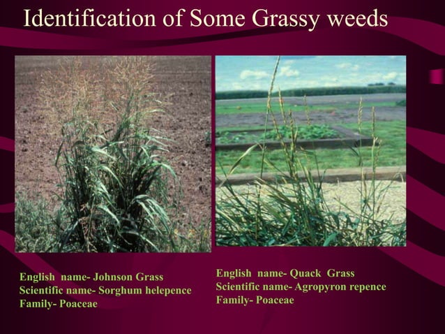 Identification of weeds | PPTX