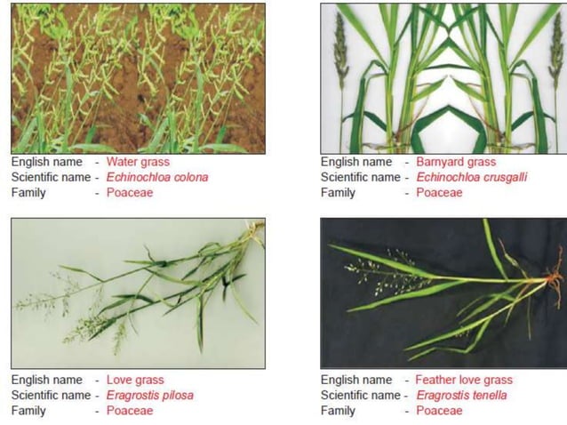 Identification of weeds | PPTX