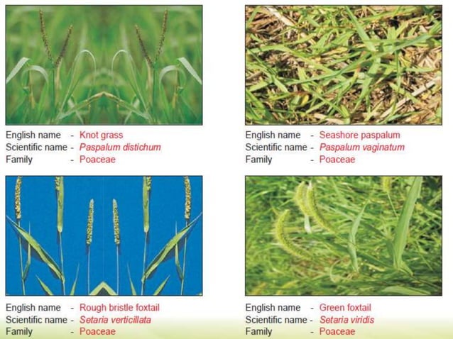 Identification of weeds | PPTX
