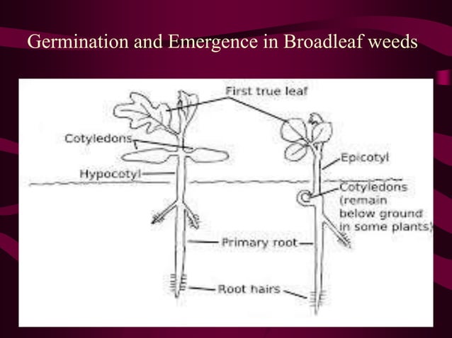 Identification of weeds | PPTX