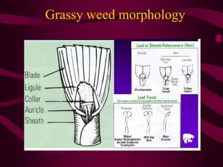Identification of weeds | PPTX