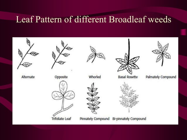 Identification of weeds | PPTX