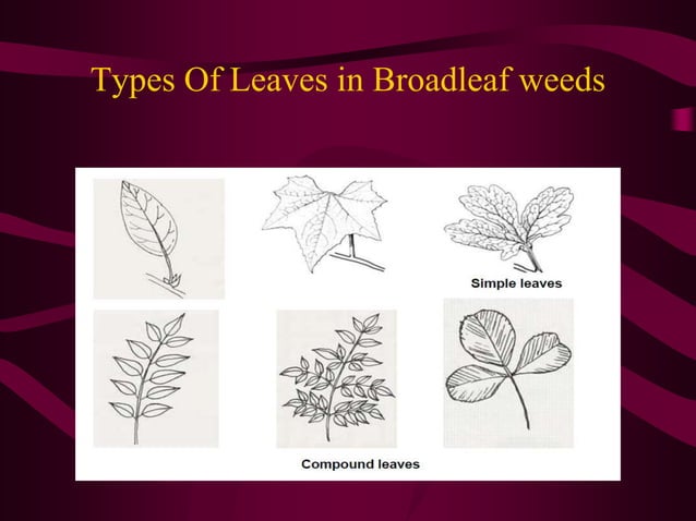 Identification of weeds | PPTX