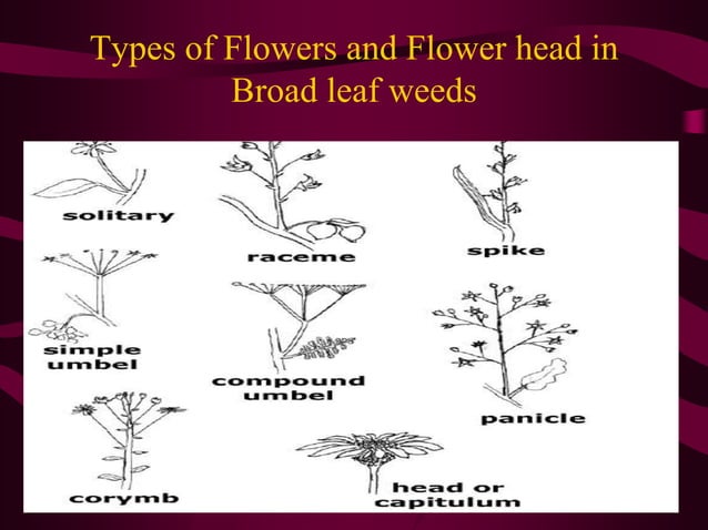 Identification of weeds | PPTX