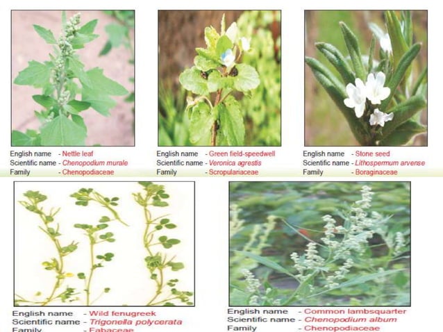 Identification of weeds | PPTX