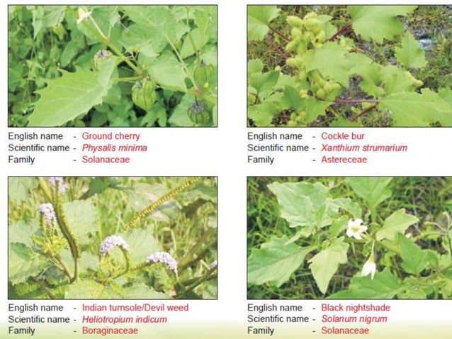 Identification of weeds | PPTX