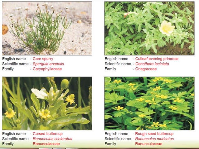 Identification of weeds | PPTX