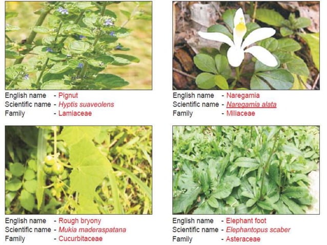 Identification of weeds | PPTX