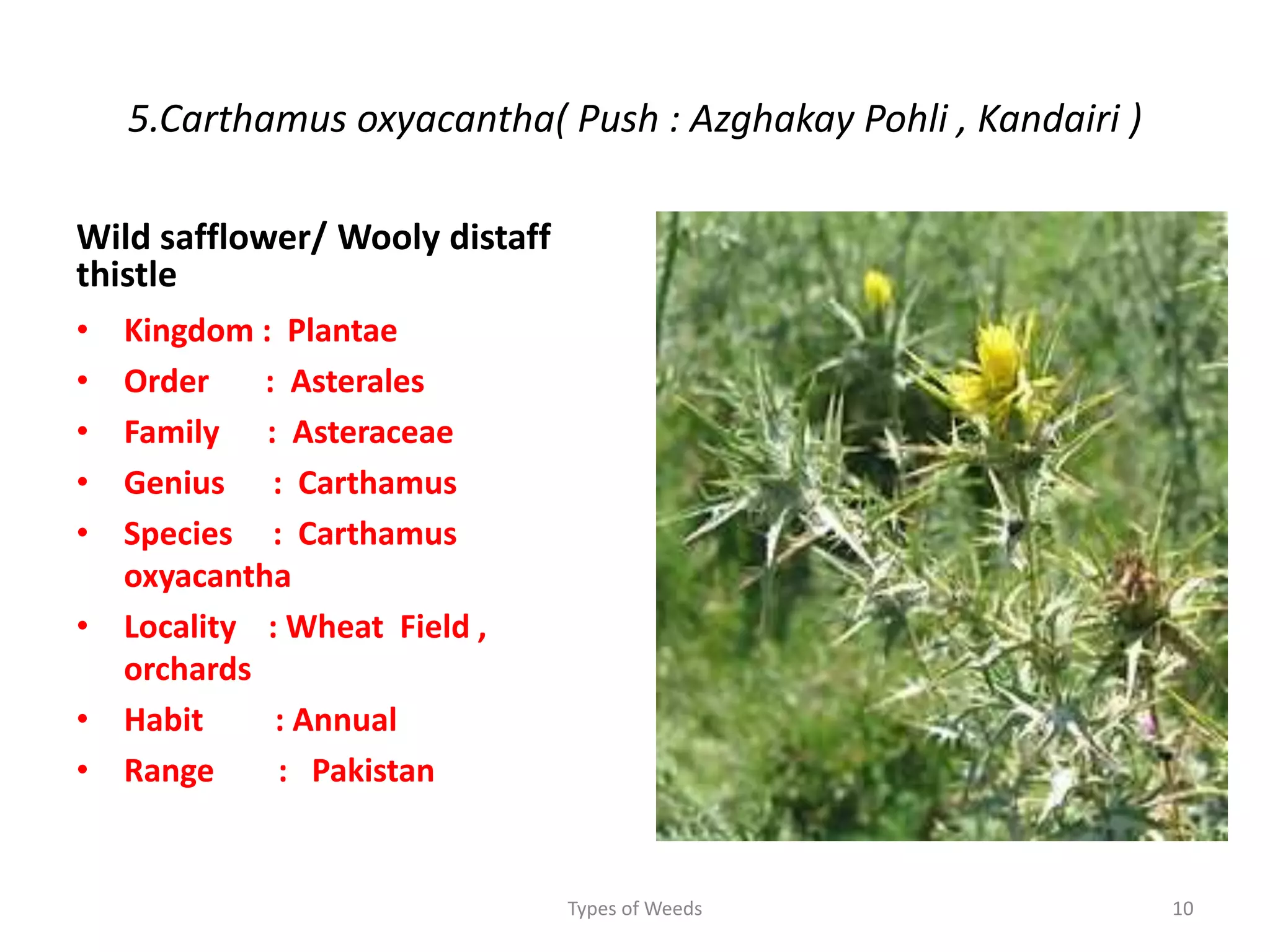 Identification of weeds in Pakistan by M.Anees Khan | PPTX