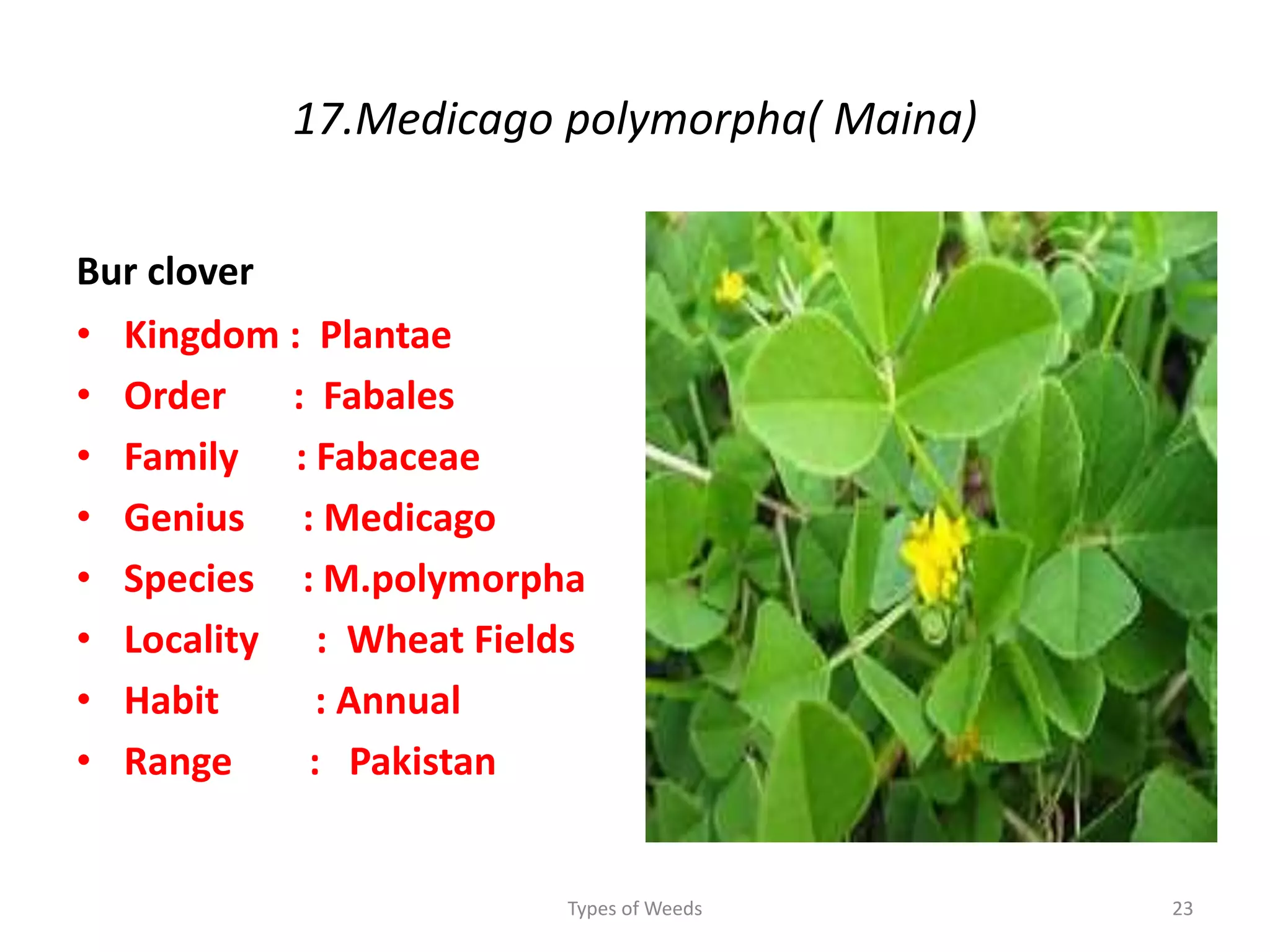 Identification of weeds in Pakistan by M.Anees Khan | PPTX