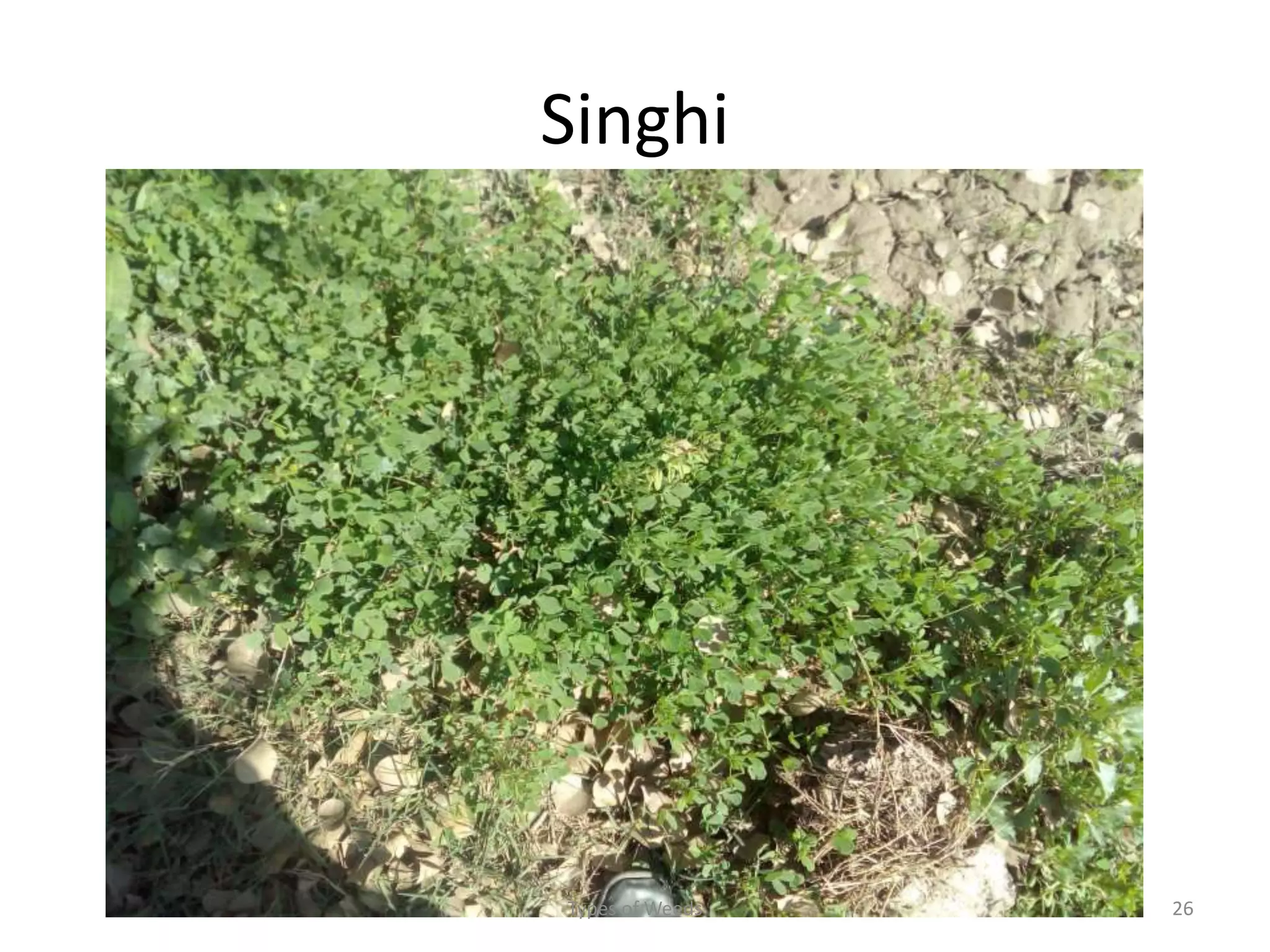 Identification of weeds in Pakistan by M.Anees Khan | PPTX