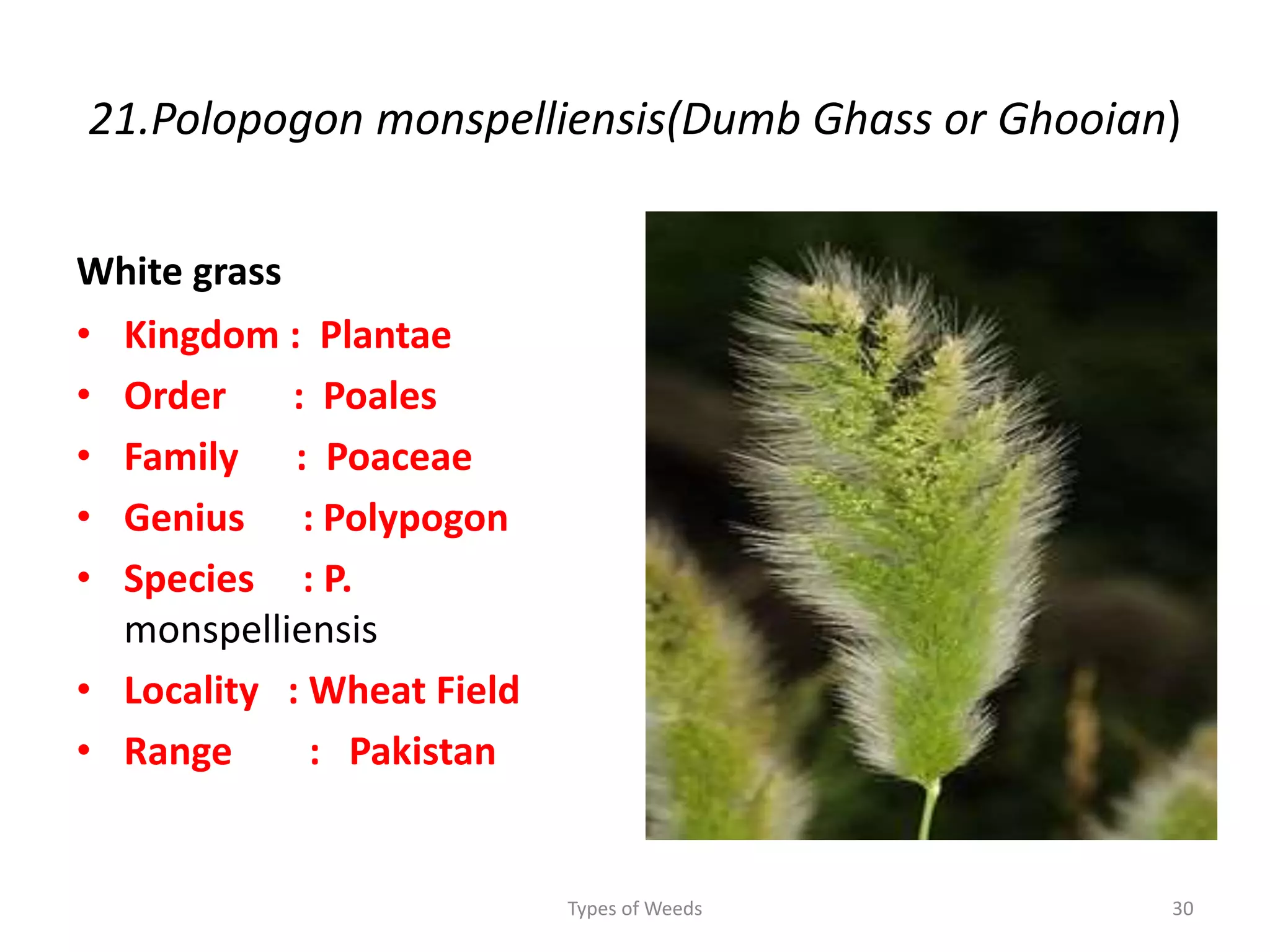 Identification of weeds in Pakistan by M.Anees Khan | PPTX