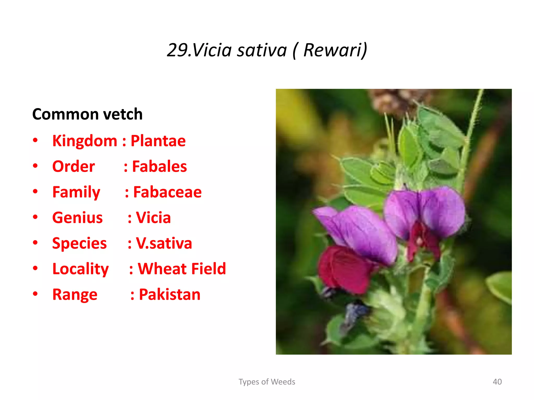 Identification of weeds in Pakistan by M.Anees Khan | PPTX