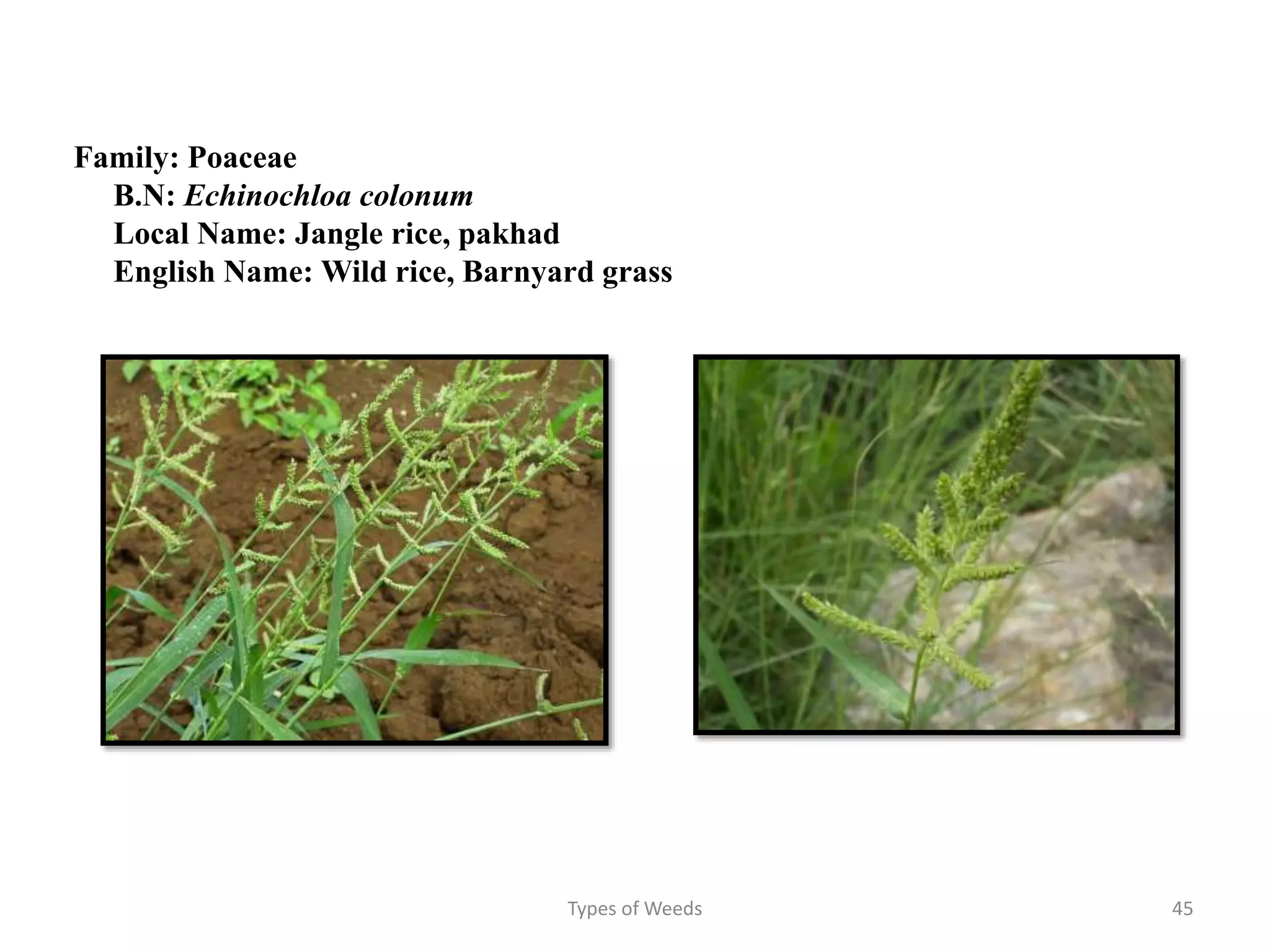 Identification of weeds in Pakistan by M.Anees Khan | PPT