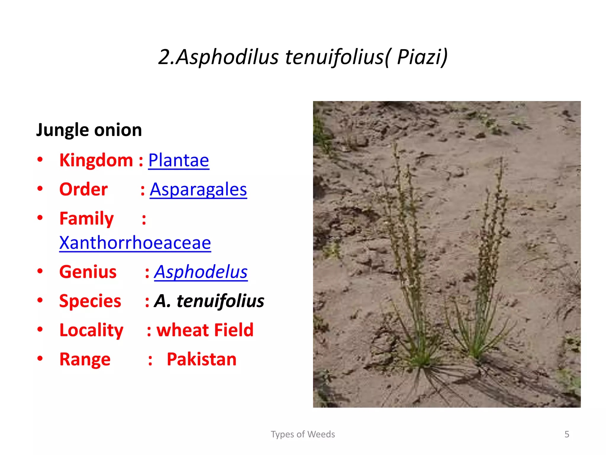 Identification of weeds in Pakistan by M.Anees Khan | PPTX
