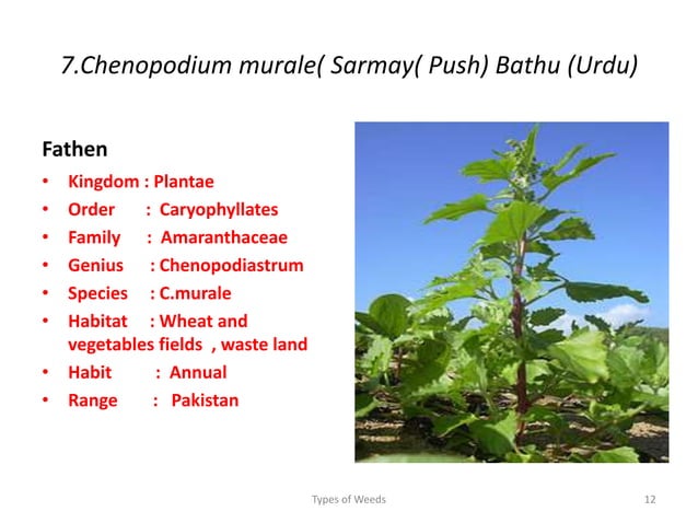 Identification of weeds in Pakistan by M.Anees Khan | PPTX