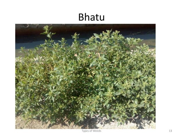 Identification of weeds in Pakistan by M.Anees Khan | PPTX