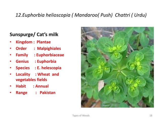 Identification of weeds in Pakistan by M.Anees Khan | PPTX